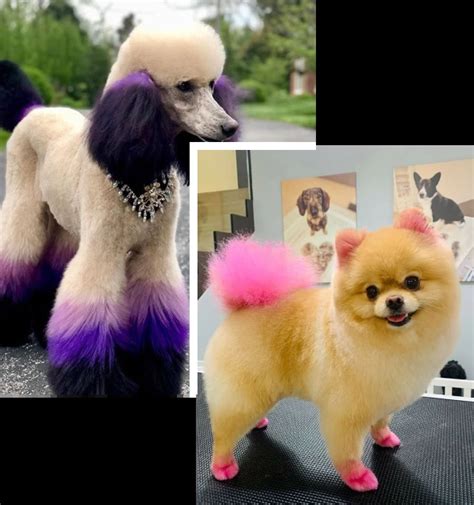 Dog Haircuts Stylish And Practical Grooming Options El Style