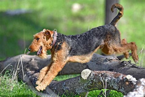Are Airedale Terriers Prone To Dermatitis