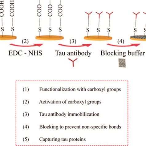 Schematic Illustration For The Immunoassay Of Tau Proteins On The