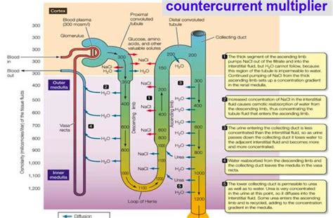 Function Of Countercurrent Multiplier At Tommy Lotts Blog