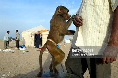 Monkey Border Photos And Premium High Res Pictures Getty Images