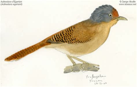 Actinodure Degerton Seni215202