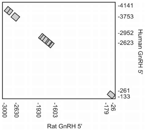 Identification Of Evolutionarily Conserved Regions Upstream Of The Gnrh Download Scientific