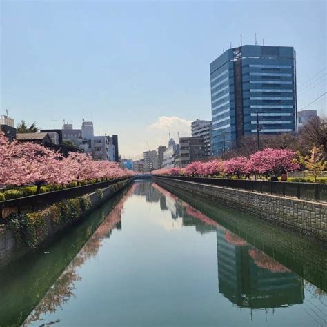 木場公園東側に沿って流れる大横川東陽五丁目付近の早咲きの河津桜が見頃です 晴れている日は 東京都現代美術館 のまわりをお散歩してみて