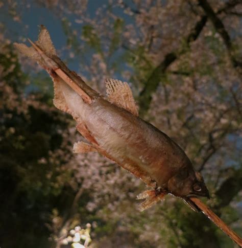The Head Is The Best Part Only In Japan