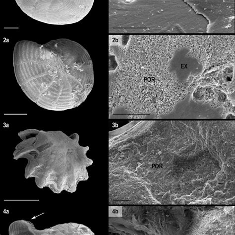 Light Micrographs Above Sem Micrographs Middle And Cross Sections Download Scientific