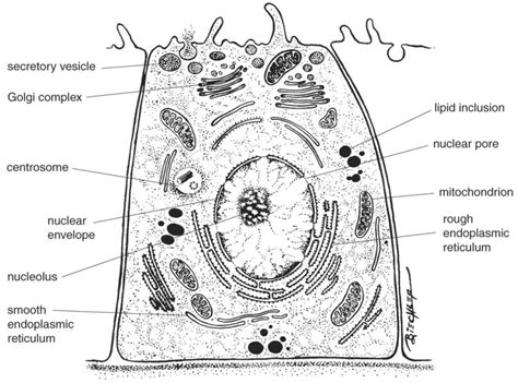 Mitochondria Electron Micrograph Labelled Mitochondria Electron Micrograph Labelled