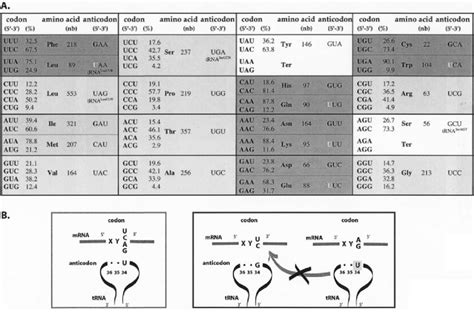 Human Mitochondrial Codon Usage And Codon Anticodon Interactions A