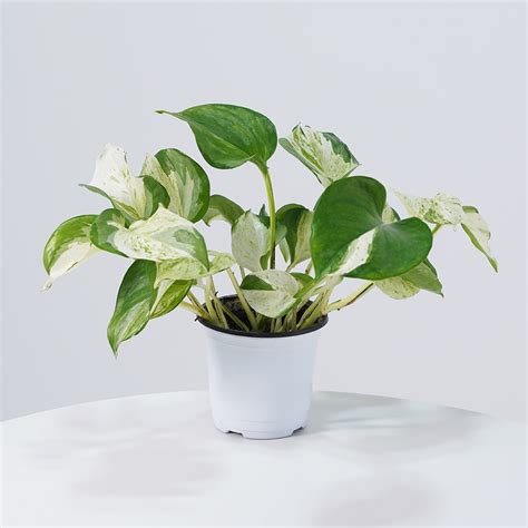 식물 스킨답서스 오레우스 키우기쉬운 실내공기정화식물 인테리어식물 소형 모종 오늘의집 쇼핑