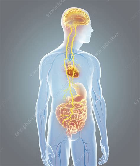Vasovagal Syncope Illustration Stock Image C057 4404 Science Photo Library