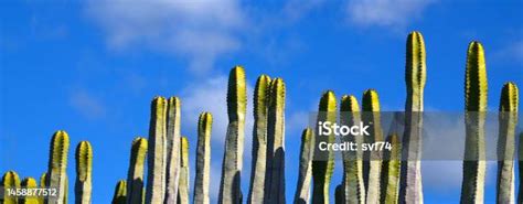 유포르비아 카나리엔시스 또는 카르돈 카나리오 선인장 푸른 하늘 배경에 식물 복사 공간이 있는 열대 이국적인 다육식물 개념 0명에