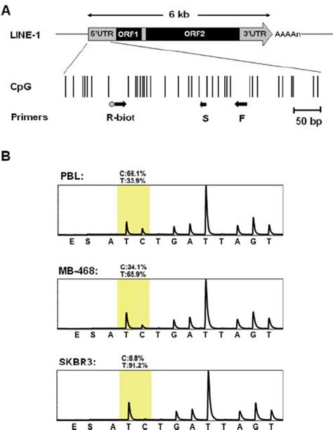 Quantitation Of Dna Methylation Using Bisulfite Line 1 Pcr And Download Scientific Diagram