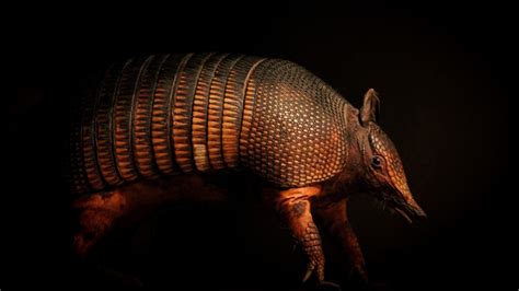 Armadillo Experiment Suggests That We Can Regenerate Human Livers With Leprosy