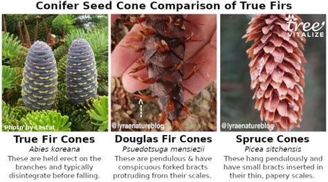 17 Different Types Of Fir Trees Their Identifying Features