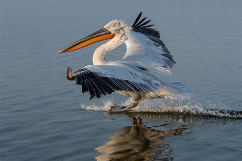Pelican Network Society For The Protection Of Prespa