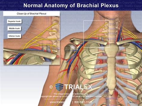 Normal Anatomy Of Brachial Plexus Trialquest Inc