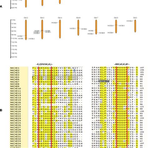 Analysis Of Genomic Location Duplicated Gene Pairs And Sequence Download Scientific Diagram