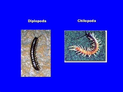 Insect Biology Spring 2020 Classification Of Insects Jongjin