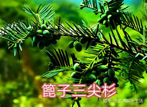 12种三尖杉科的植物 知乎