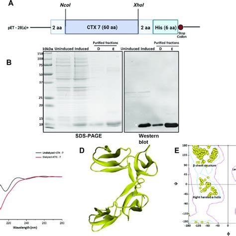 Cloning Expression And Purification Of Recombinant Cytotoxin 7 Panel Download Scientific
