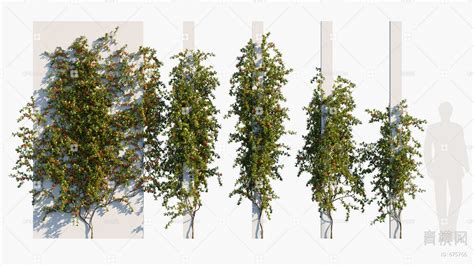 欧洲火棘 开花灌木 藤曼植物3D模型 现代CR无灯光有贴图MAX2014欧洲火棘 开花灌木 藤曼植物3d模型下载 ID675766 免费