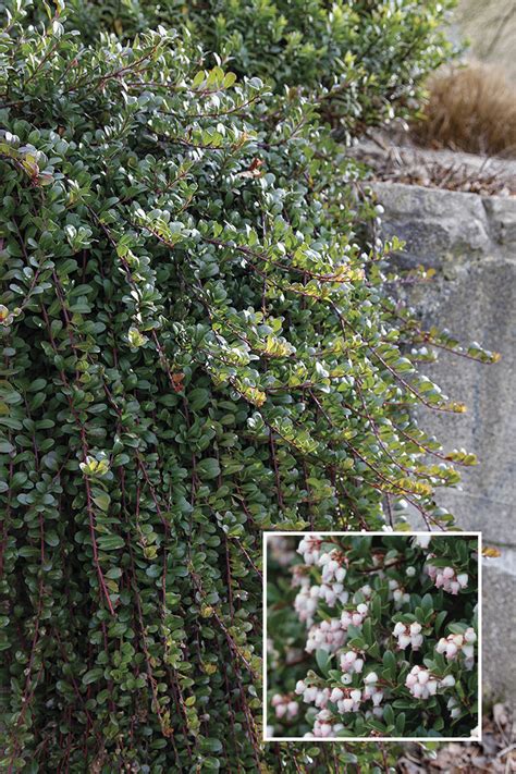 Problem Solving Ground Covers Fine Gardening