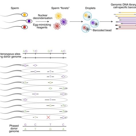 Pdf Insights About Variation In Meiosis From 31228 Human Sperm Genomes