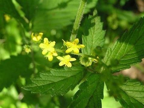 仙鹤草的神奇功效 仙鹤草的效与作用 仙鹤草全株图 第14页 大山谷图库