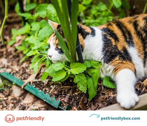 Why Do Cats Love Catnip Effects Benefits And Tips For Use