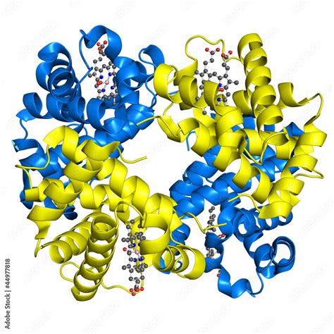 Hemoglobin Structure Stock Illustration Adobe Stock