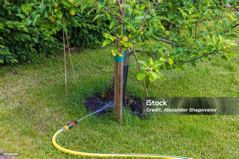 사과 나무에 물을 뿌리는 푸른 잔디 잔디에 관개 호스의 아름다운 전망 물에 대한 스톡 사진 및 기타 이미지 물 호스 계절