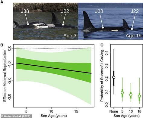 Killer Whales Are Less Likely To Have More Offspring After Raising Boy Big World Tale