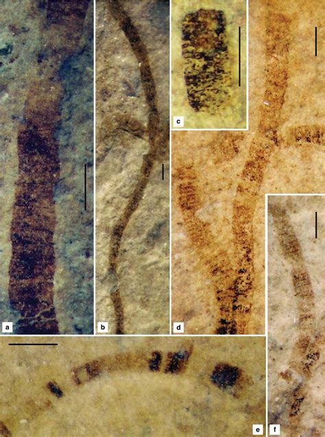 Figure 2 From Megascopic Carbonaceous Compression Fossils From The Neoproterozoic Bhima Basin