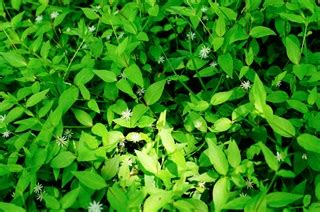 秣陵秋色 植物百科 燕雀草