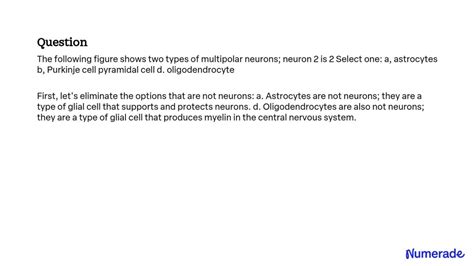 Solved The Following Figure Shows Two Types Of Multipolar Neurons