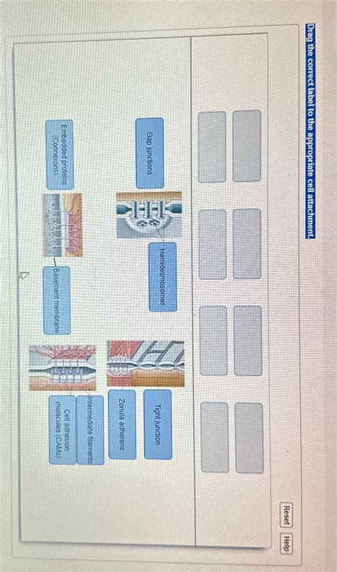 Solved Drag The Correct Label To The Appropriate Cell