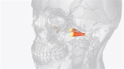Premium Photo The Lateral Pterygoid Muscle Or External Pterygoid