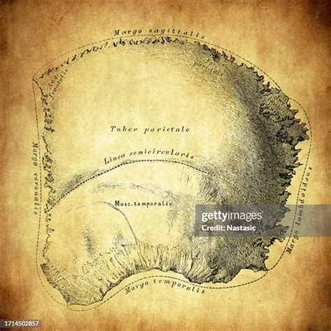 Parietal Bone High Res Vector Graphic Getty Images