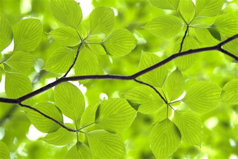Leaves Rebel Walls