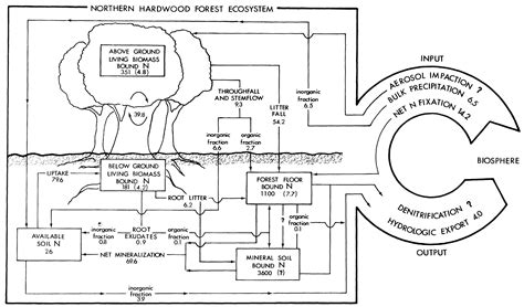 3 Describing A Nitrogen Budget A Primer Of Ecosystem Modeling A Work In Progress