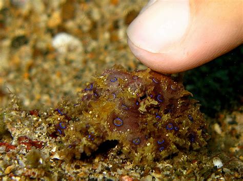 Blue Ringed Octopus Tank Size