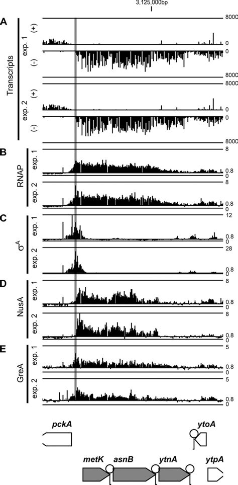 Distribution Of Binding Signals Of Core Rnap β′ σa Nusa And Grea