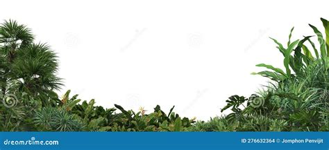 Foreground Grass And Plant On White Background Stock Illustration