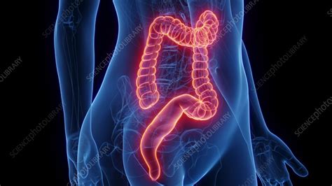 Animation Of A Woman S Colon And Rectum Stock Video Clip K012 1350 Science Photo Library