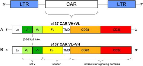 Schematic Representation Of The Chimeric Antigen Receptor Car