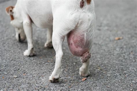 Son Bultos Cancerosos En Perros Dolorosos