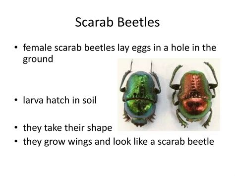 Scarab Beetles Amy Pptx