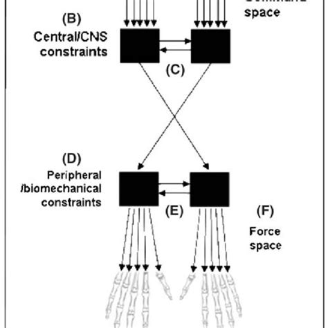 Schematic Representations Of Finger Control In Two Hands For