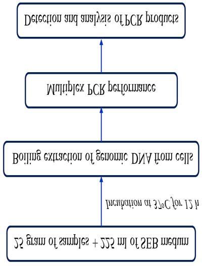 The Scheme Of Multiplex Pcr Assay For Simultaneous Detection Of E Coli Download Scientific