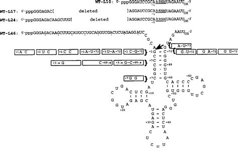 Figure 1 From The Processing Of Wild Type And Mutant Forms Of Rat